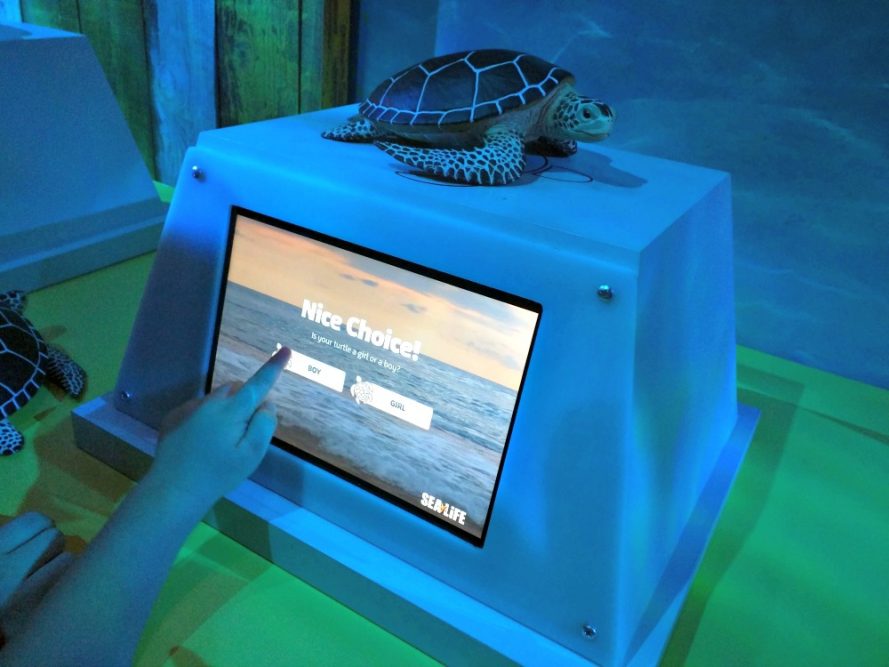 SEA LIFE Grapevine Introduces NEW Sea Turtle Rescue and Rehab Center ...