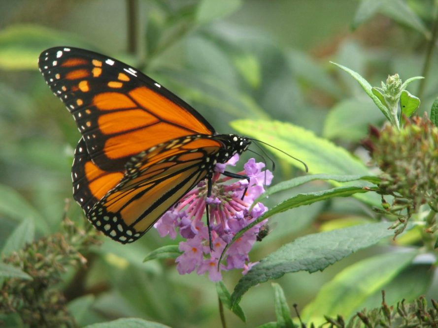 How to Attract Butterflies and Hummingbirds to Your Garden - Real And ...